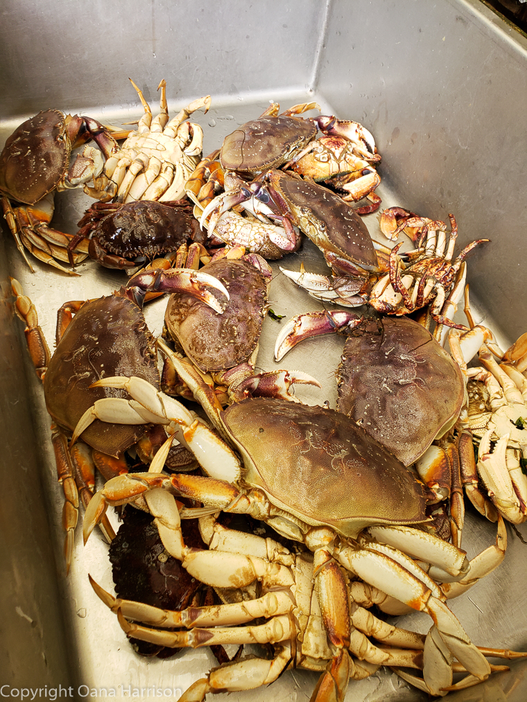 Netarts-Bay-OR-Crabbing-15 – Great Escapetations