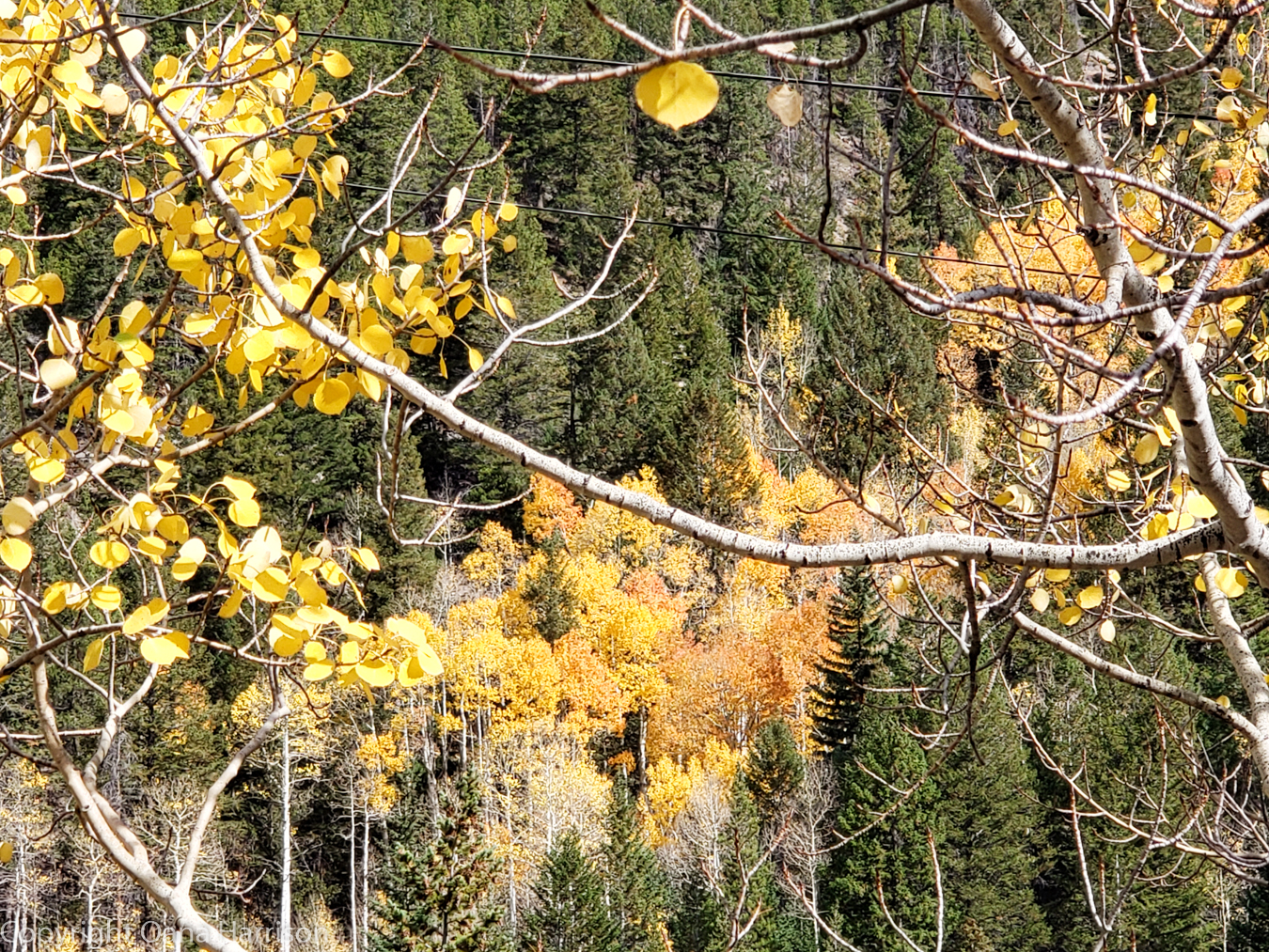 Golden Aspens in Georgetown, Colorado – Great Escapetations