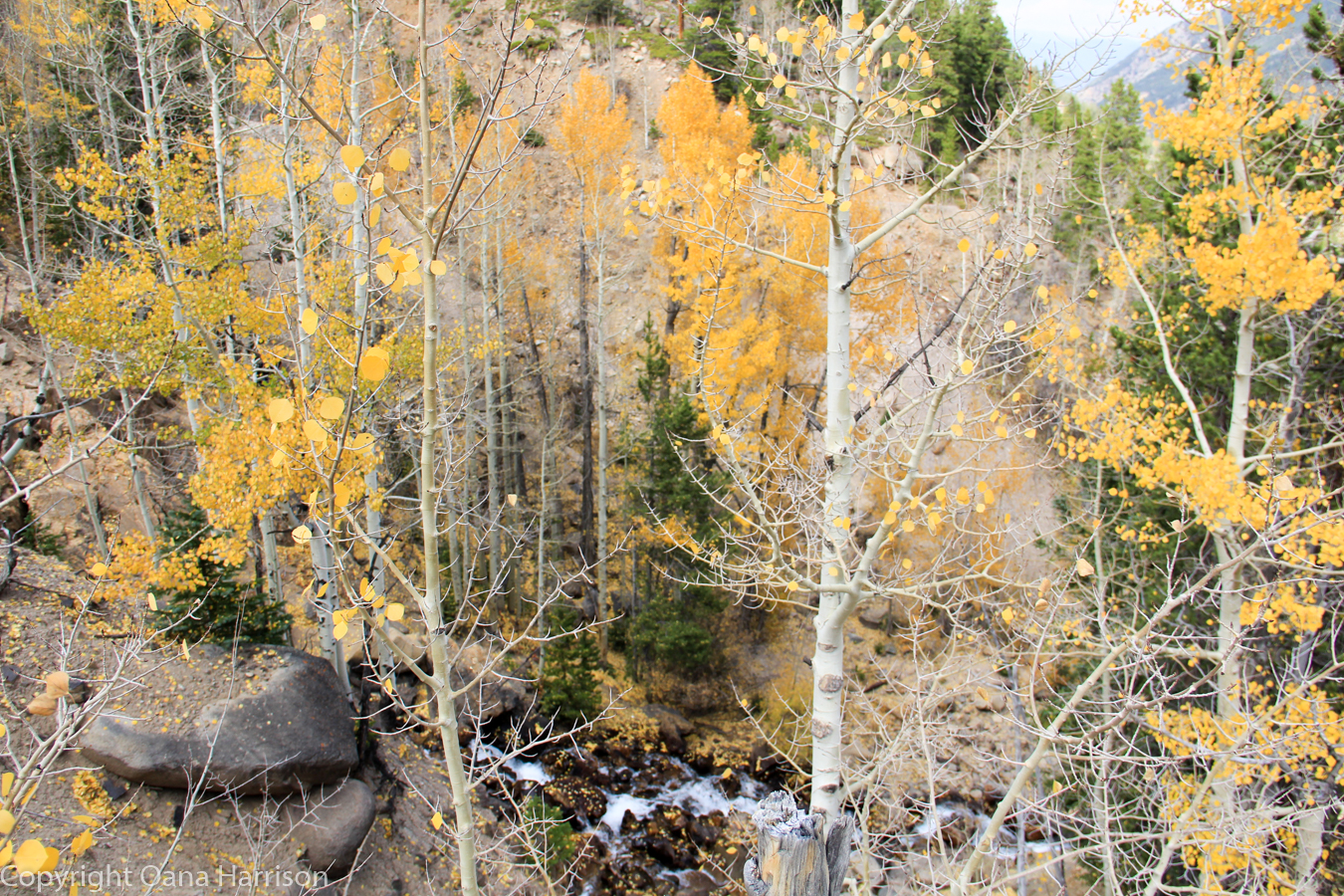 Golden Aspens in Georgetown, Colorado – Great Escapetations