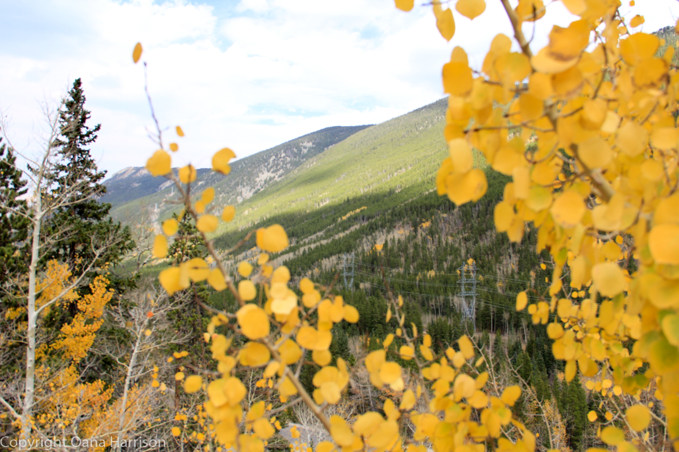 Golden Aspens in Georgetown, Colorado – Great Escapetations