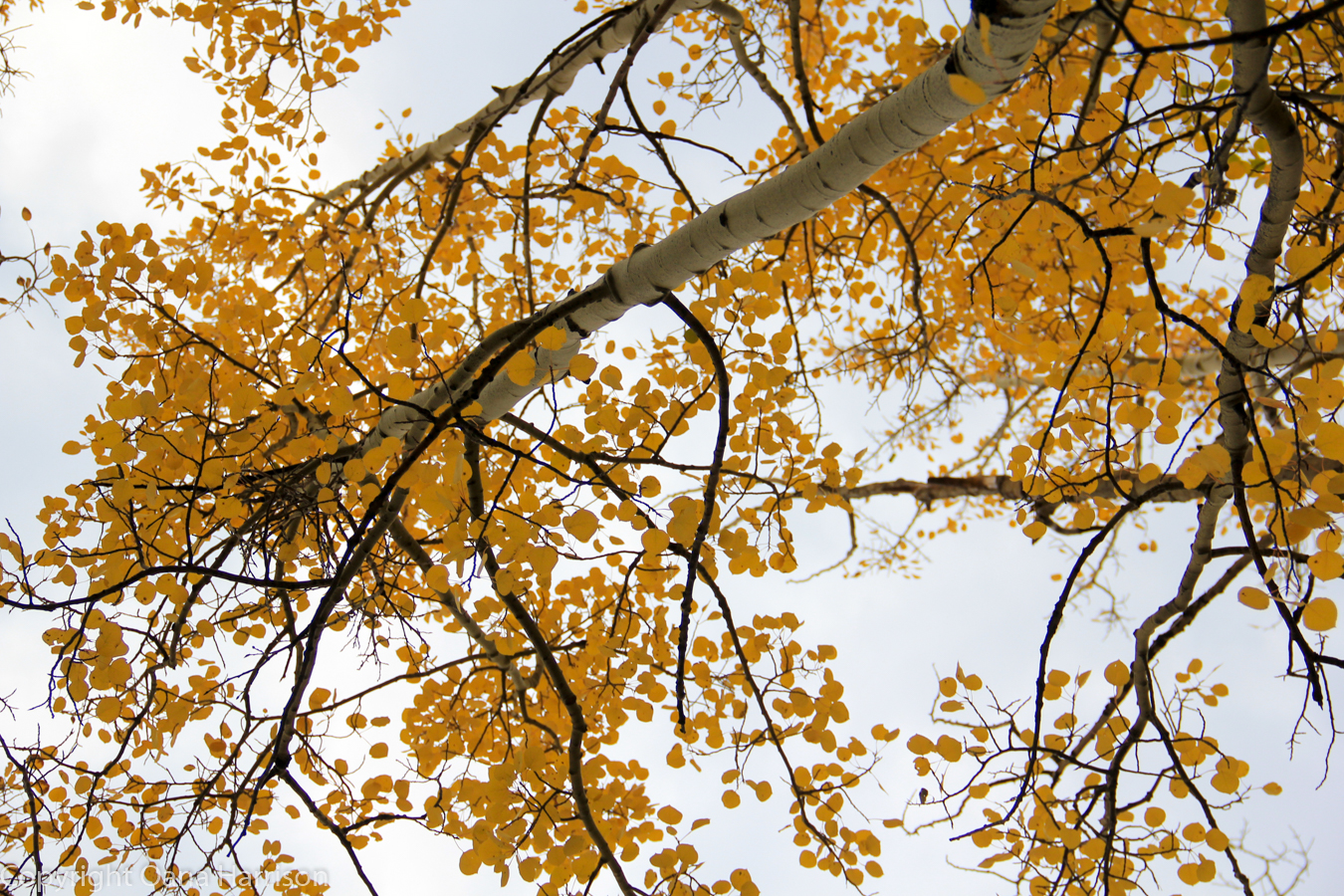 Golden Aspens in Georgetown, Colorado – Great Escapetations