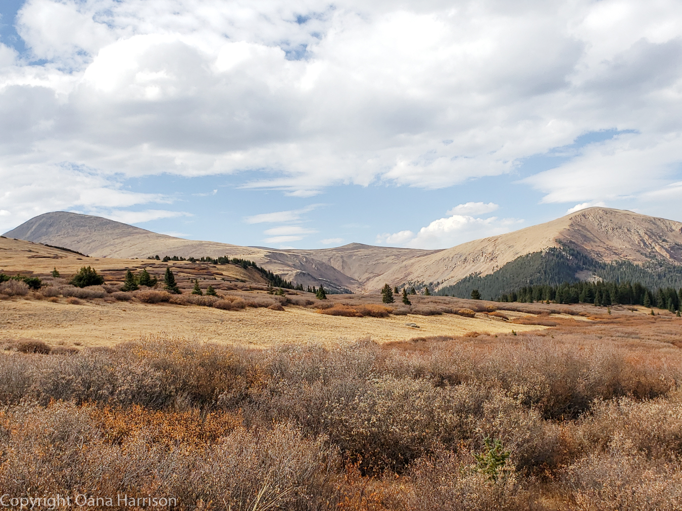 Golden Aspens in Georgetown, Colorado – Great Escapetations