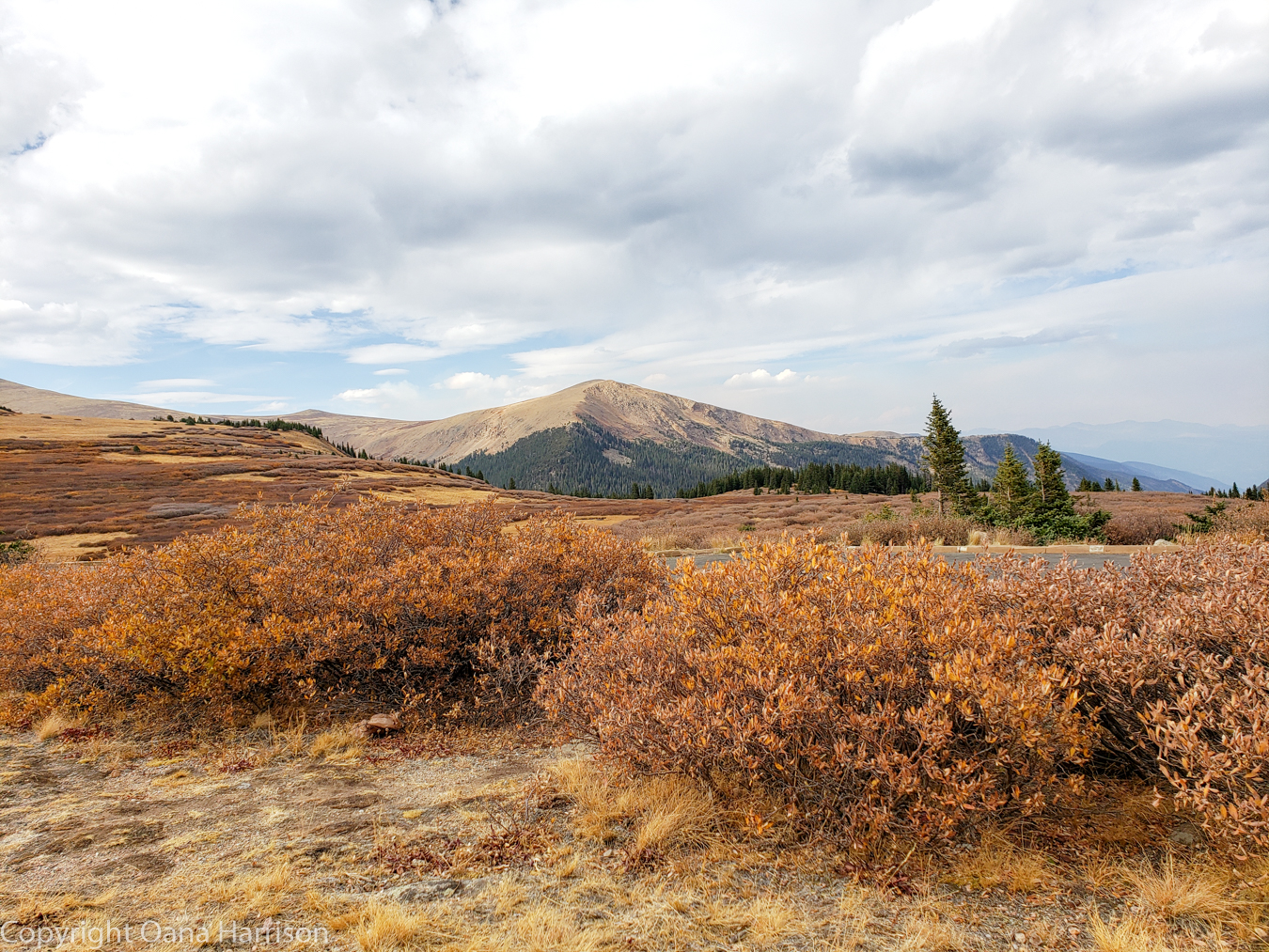 Golden Aspens in Georgetown, Colorado – Great Escapetations