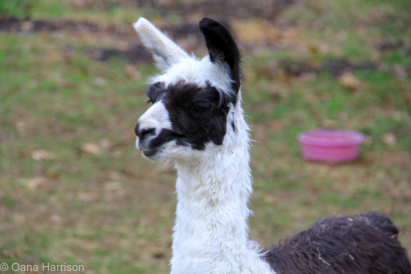 Lazy Llama Campground, Tennessee – Great Escapetations