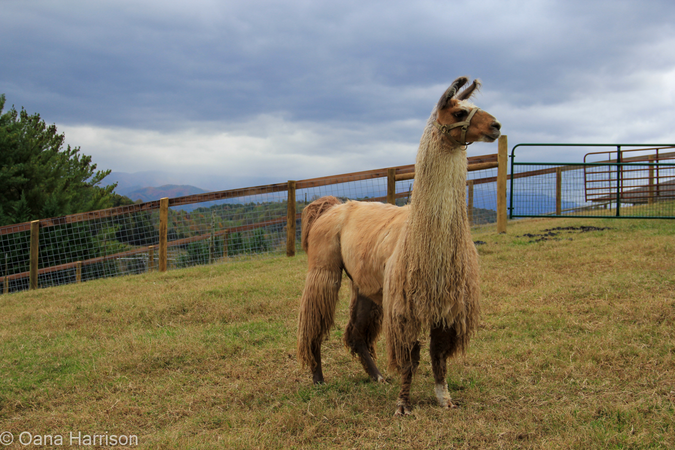 Lazy Llama Campground, Tennessee – Great Escapetations
