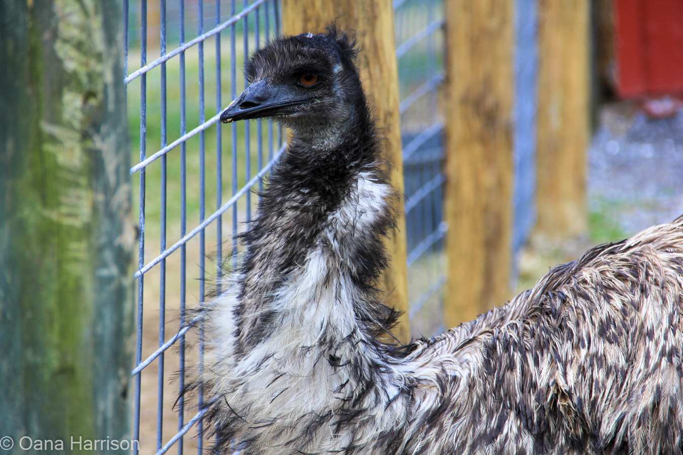 Lazy Llama Campground, Tennessee – Great Escapetations